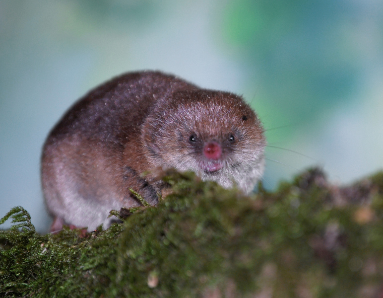 Snuggling down for winter and shrinking shrews | Sussex Wildlife Trust