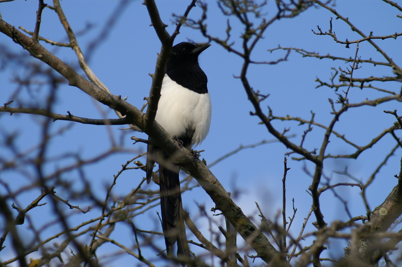 A less than black and white look at Magpies | Sussex Wildlife Trust