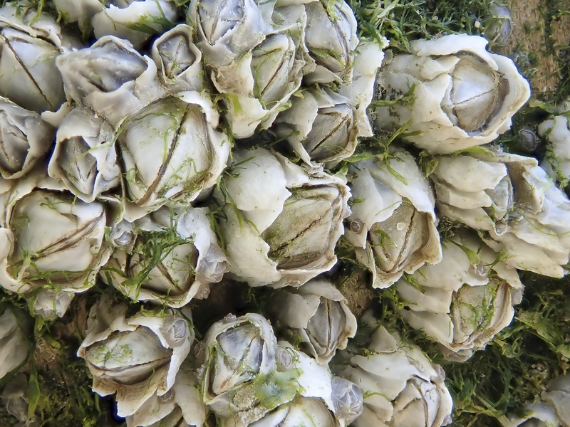 The wild world of barnacle penises | Sussex Wildlife Trust