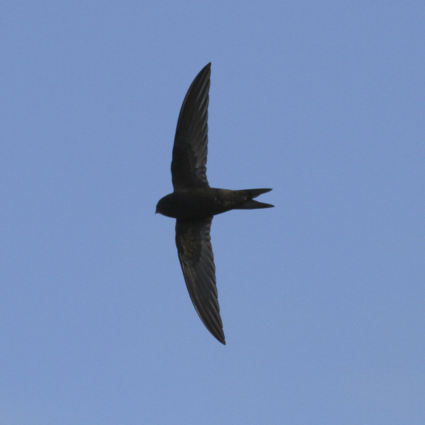 Swifts - the screaming 'devil birds' of summer | Sussex Wildlife Trust