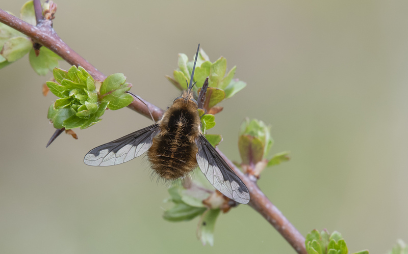 Sussex spring comes to life | Sussex Wildlife Trust