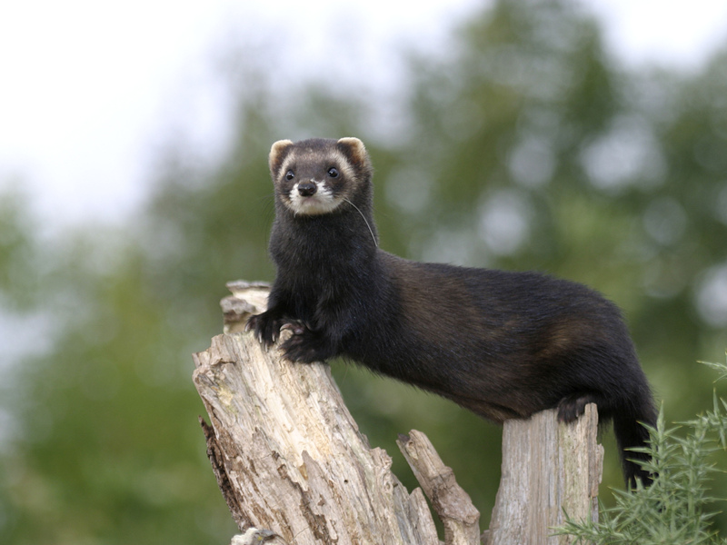 Marvellous mustelids | Sussex Wildlife Trust