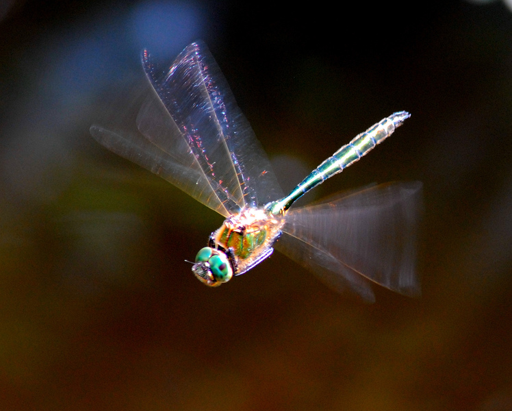 Are we nearly there yet? Signs of summer | Sussex Wildlife Trust