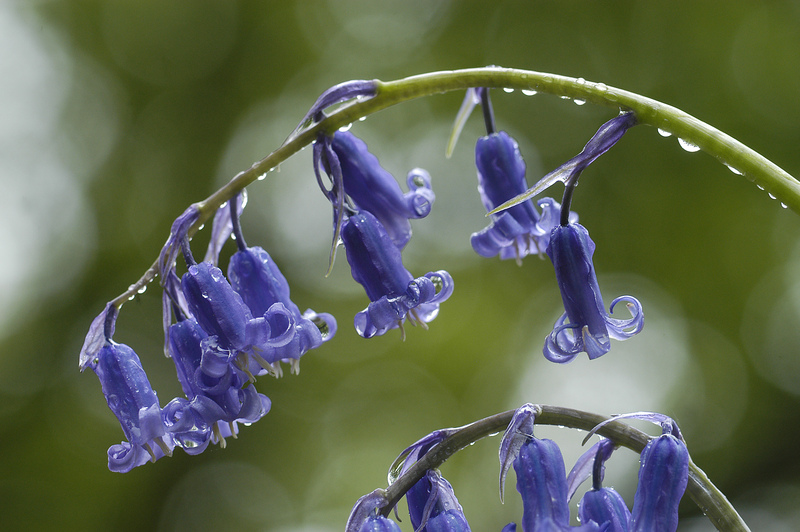 Heaven scent | Sussex Wildlife Trust