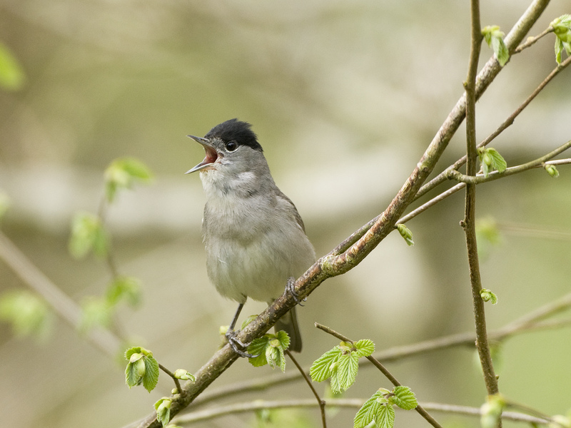 Eastbourne group April event | Sussex Wildlife Trust