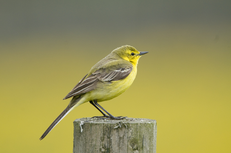 What's your favourite bird? | Sussex Wildlife Trust