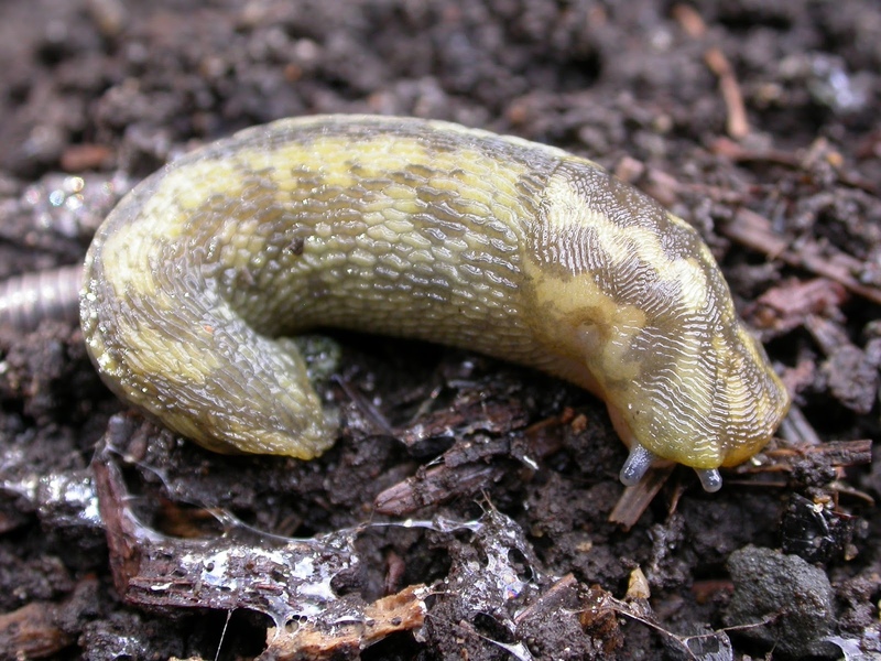 Celebrating the unsung heroes of UK gardens - slugs and snails | Sussex ...