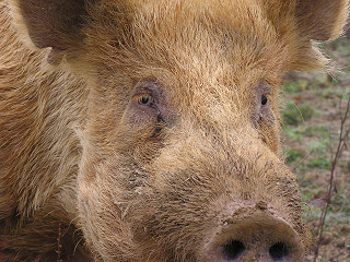 Nature Friendly Farming | Sussex Wildlife Trust
