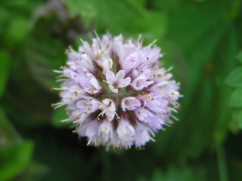 Heaven scent | Sussex Wildlife Trust