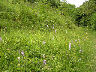 Glorious Grasslands | Sussex Wildlife Trust