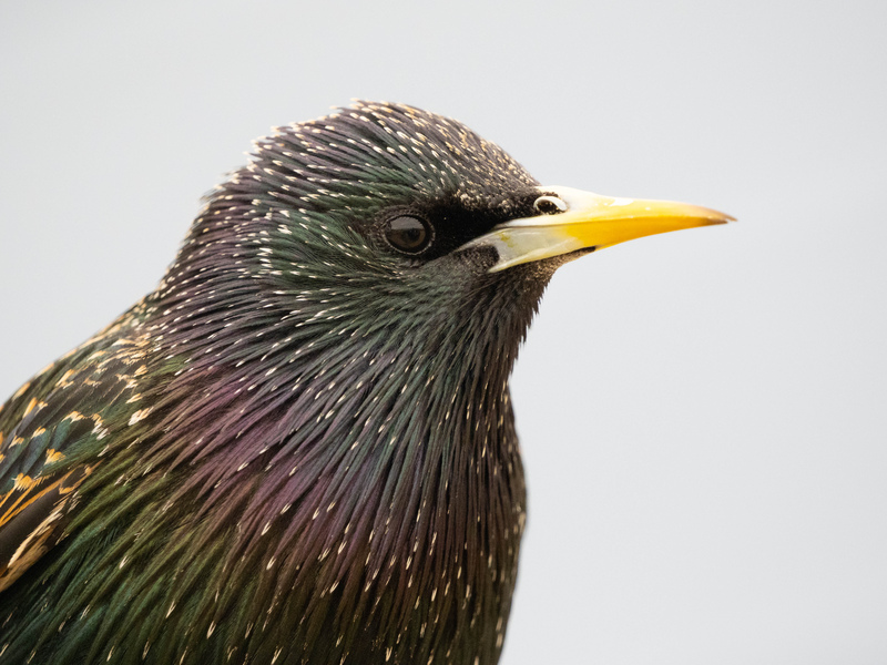 Updated Behind the Lens with Mya Bambrick | Rye Harbour Nature Reserve