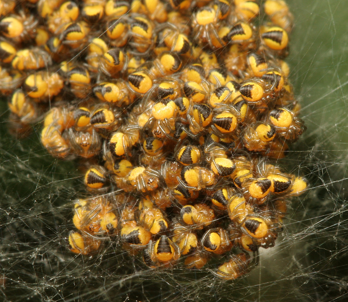 Spider superpowers | Sussex Wildlife Trust