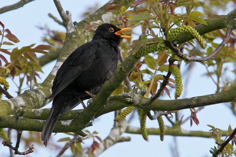 A brief guide to birdlistening | Sussex Wildlife Trust