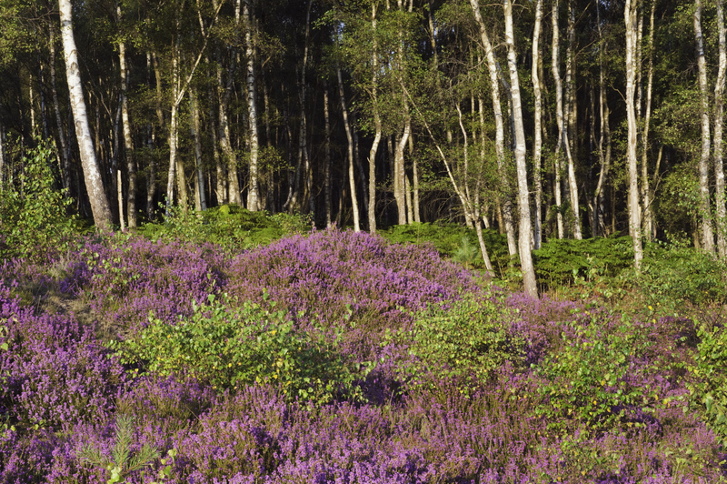 Meet our volunteers: Derek Williams | Sussex Wildlife Trust
