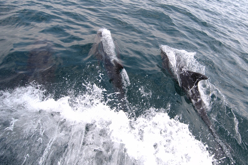 Eastbourne Group - May events | Rye Harbour Nature Reserve