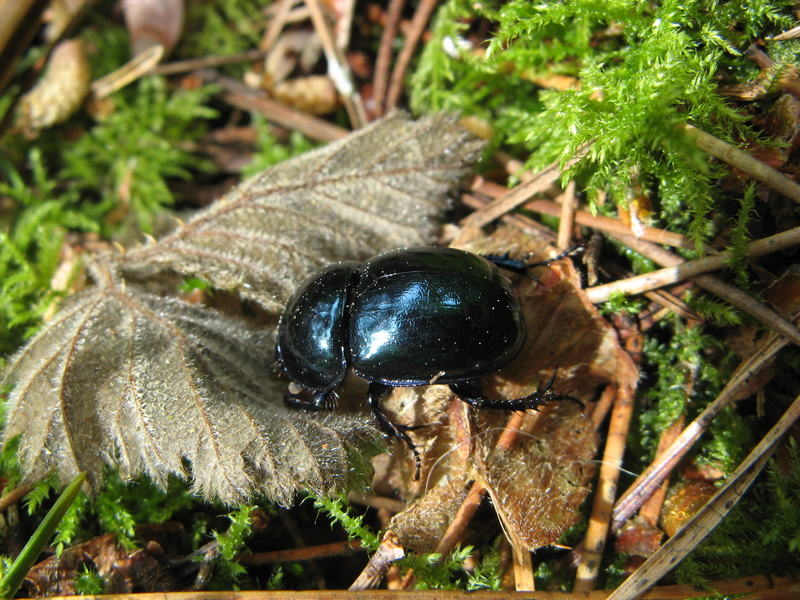 Dung and death | Sussex Wildlife Trust