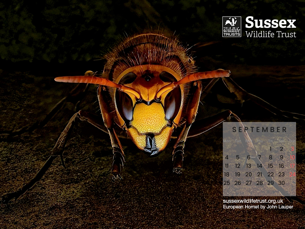 Download calendar | Sussex Wildlife Trust
