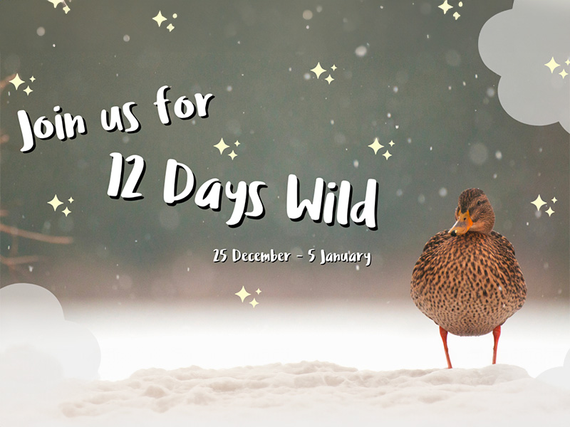 12 Days Wild is back | Sussex Wildlife Trust