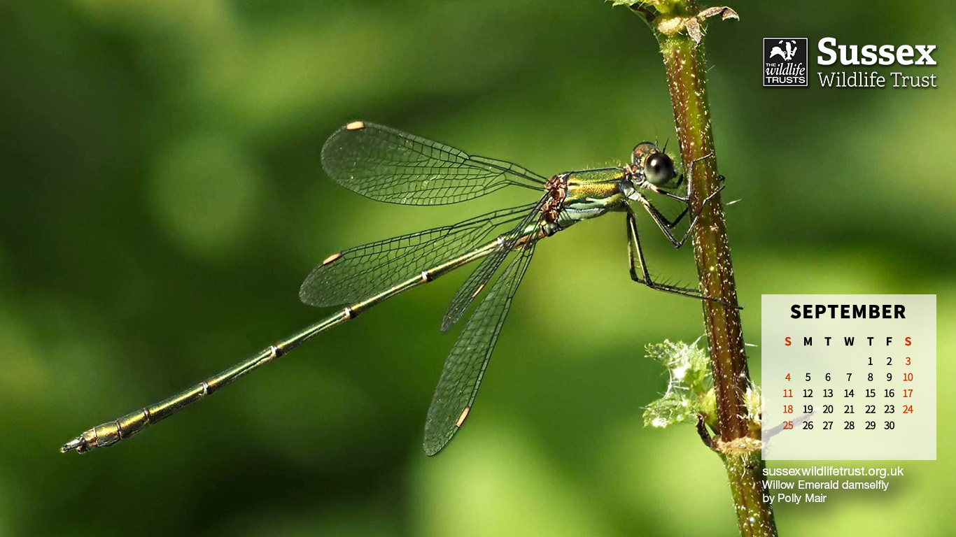 Download calendar | Sussex Wildlife Trust