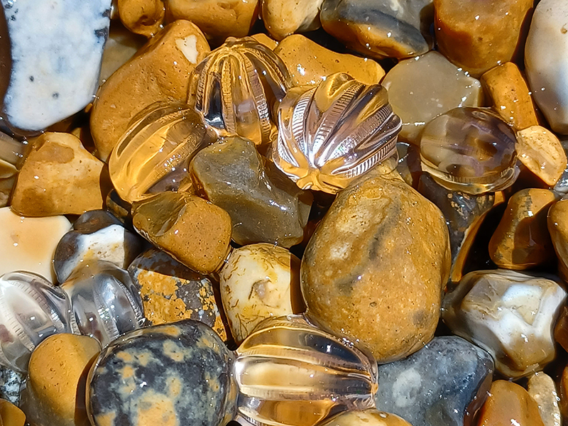 Sea Gooseberries | Sussex Wildlife Trust