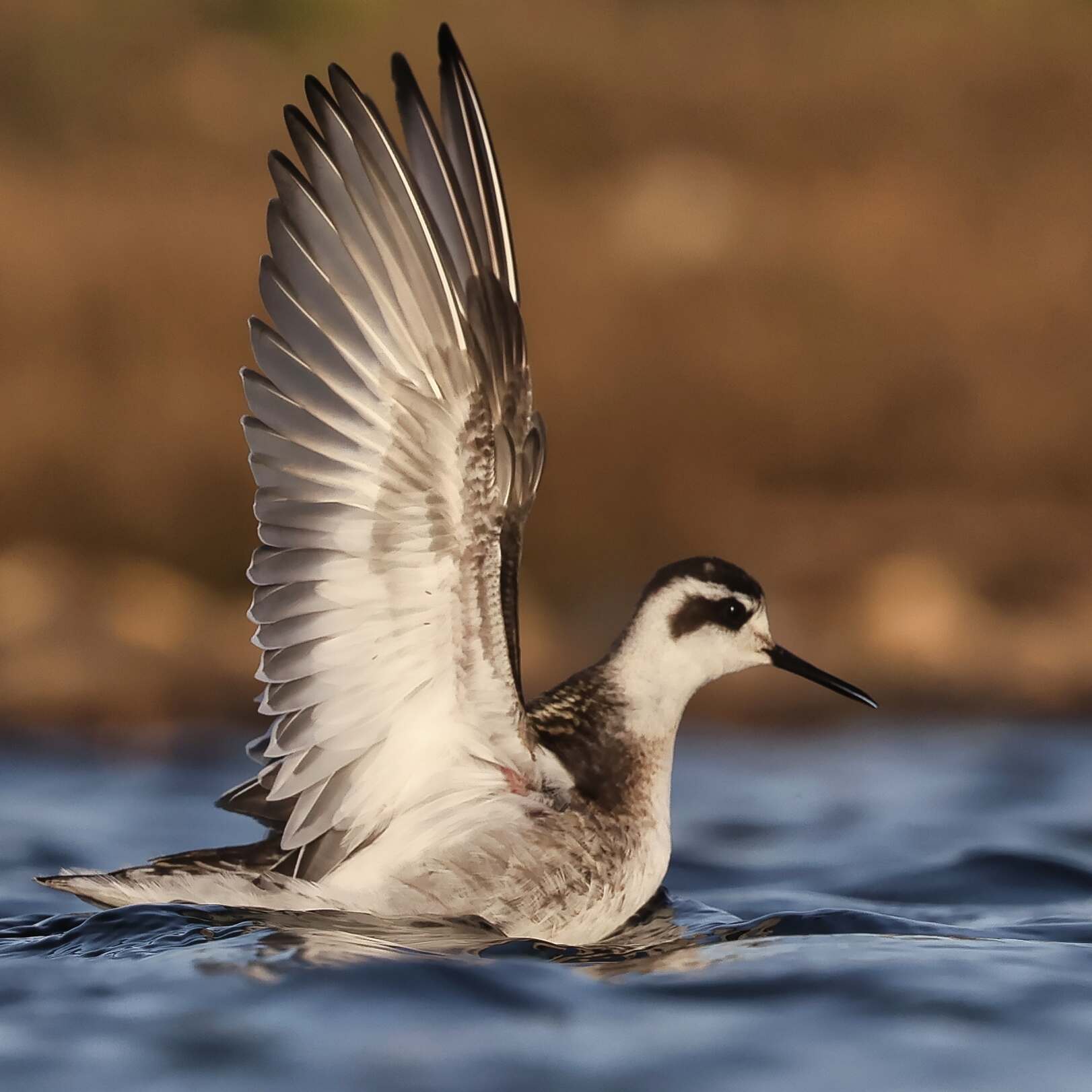 Red-necked Phalarope October 2022 | Sussex Wildlife Trust