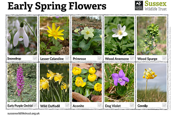 Spotting sheets | Sussex Wildlife Trust