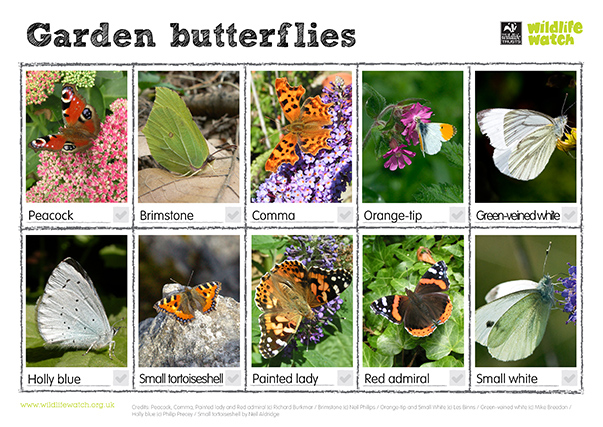 Spotting sheets | Sussex Wildlife Trust