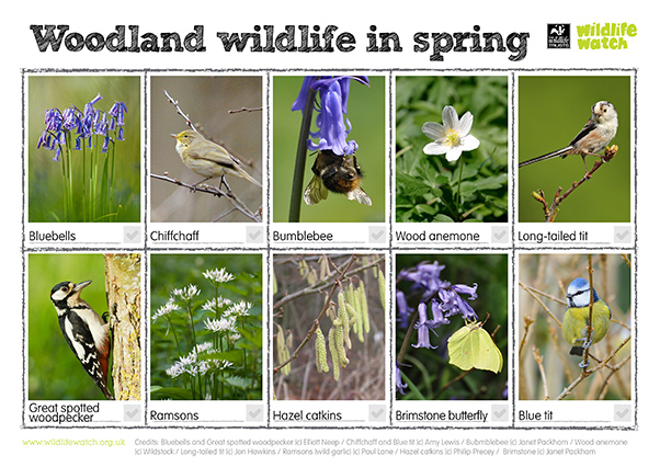 Spotting sheets | Sussex Wildlife Trust