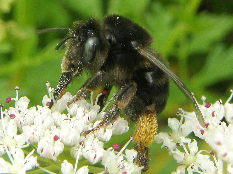Q&A: Ten bees and the stories they tell | Sussex Wildlife Trust