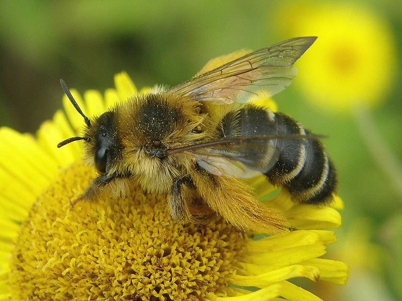 Q&A: Ten bees and the stories they tell | Sussex Wildlife Trust