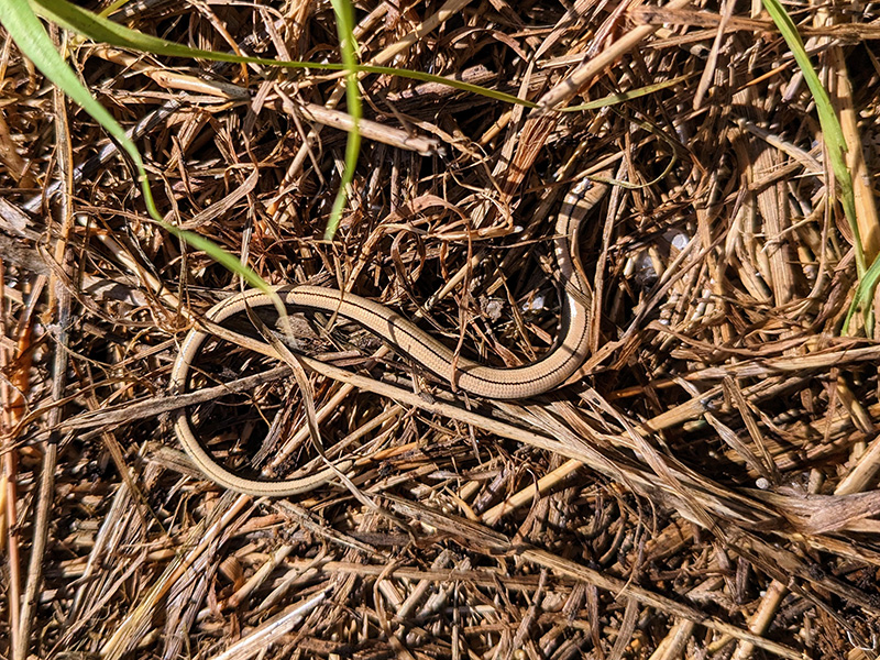 My First Month as Heritage Trainee at Rye Harbour Nature Reserve ...