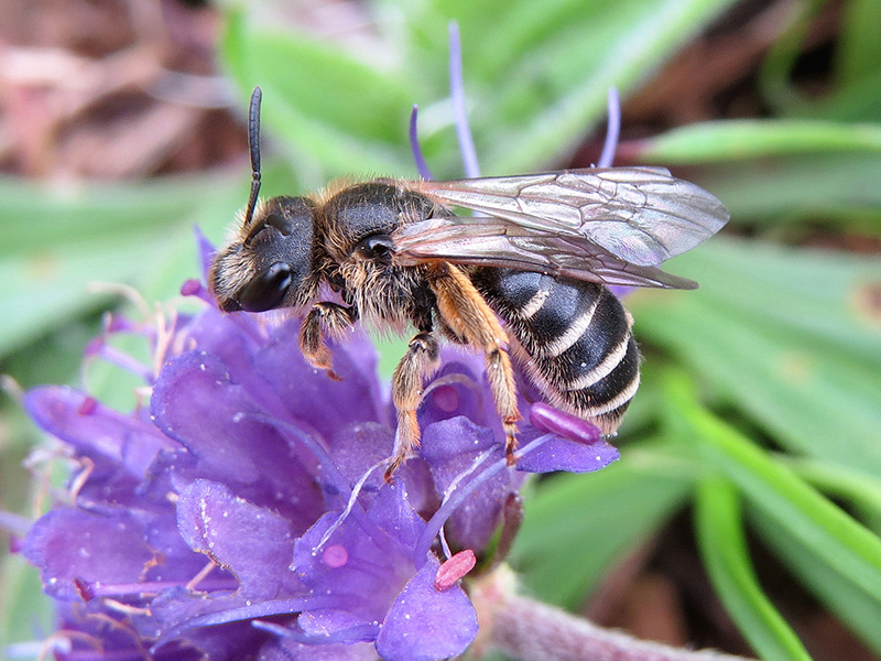 Q&A: Ten bees and the stories they tell | Sussex Wildlife Trust