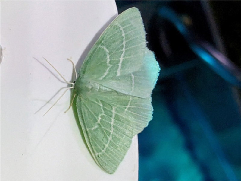 Of Moths and Marsh Mallow | Sussex Wildlife Trust