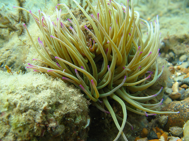 Happy World Ocean Day! | Sussex Wildlife Trust