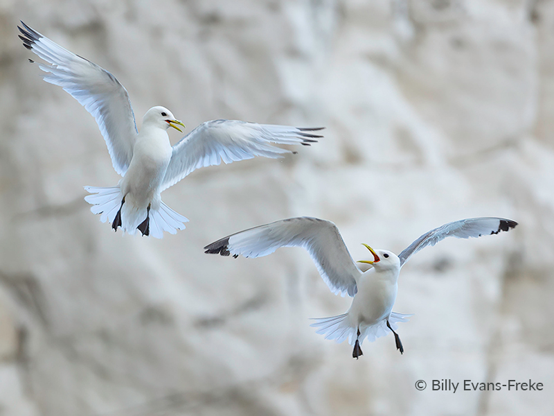 Vote for your favourite nature photograph 2023 | Sussex Wildlife Trust