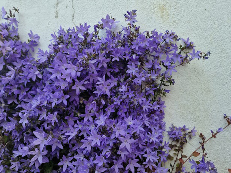 What's growing between the cracks in your town? | Sussex Wildlife Trust