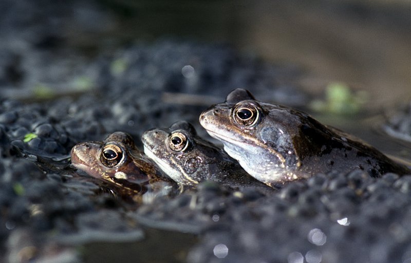 Frogspawn Fiesta | Sussex Wildlife Trust