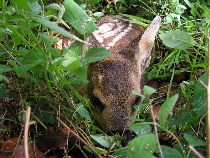 Roe deer fawns | Sussex Wildlife Trust