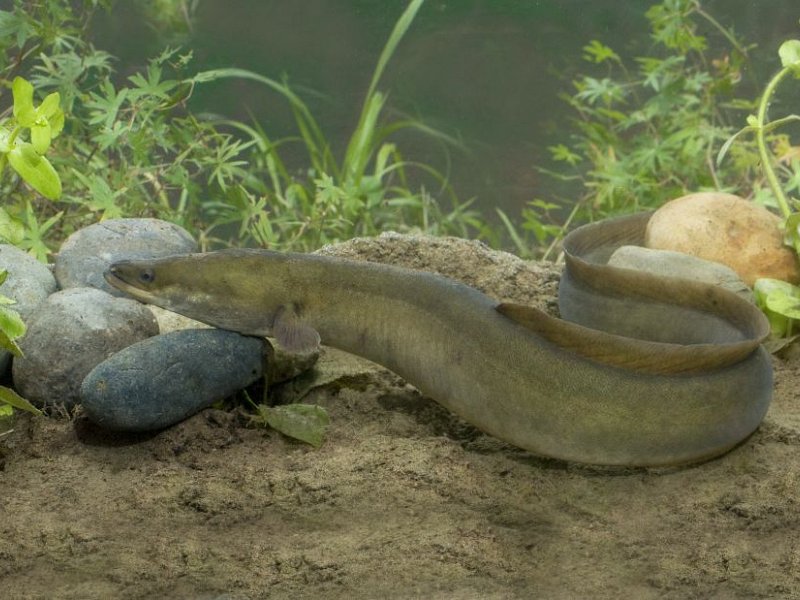 European eel | Sussex Wildlife Trust