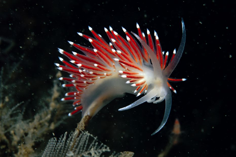The joy of Sea Slugs! | Rye Harbour Nature Reserve