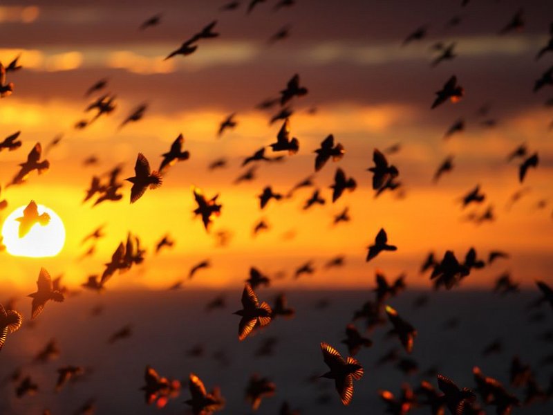 Starling Murmurations | Sussex Wildlife Trust