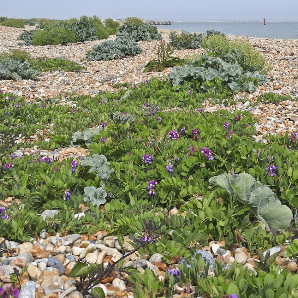 Sea Pea at Rye Harbour | Sussex Wildlife Trust