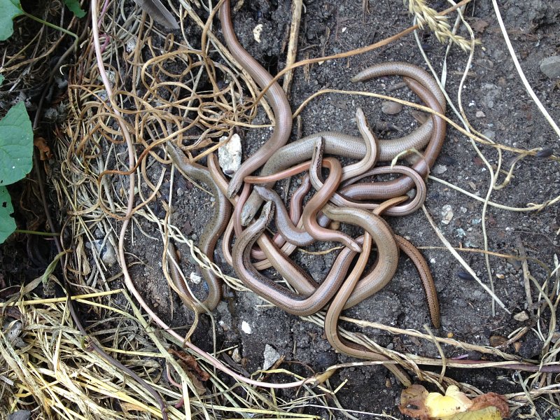 Tangled up in slow-worms | Sussex Wildlife Trust