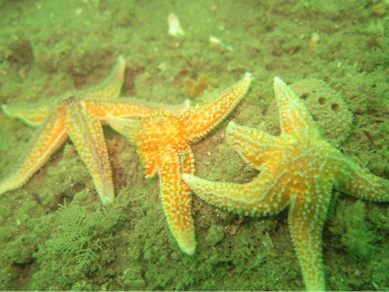 Seasearch: exploring Sussex's underwater world | Sussex Wildlife Trust