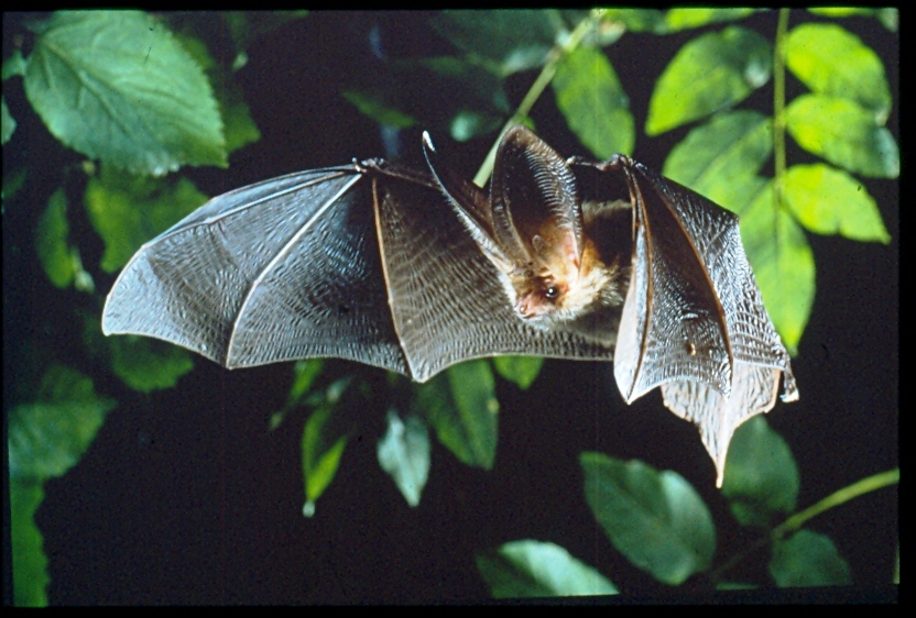 We speak to Tony Hutson of the Sussex Bat Group | Rye Harbour Nature ...