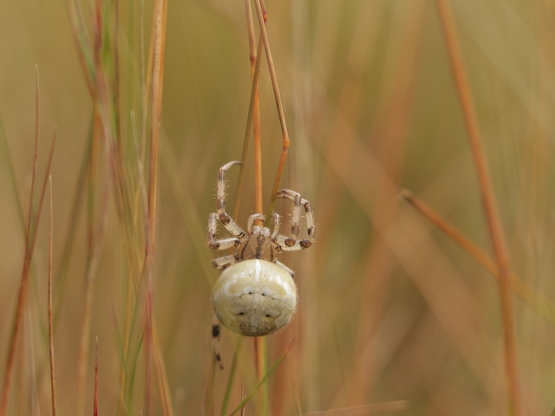 Spiders | Sussex Wildlife Trust