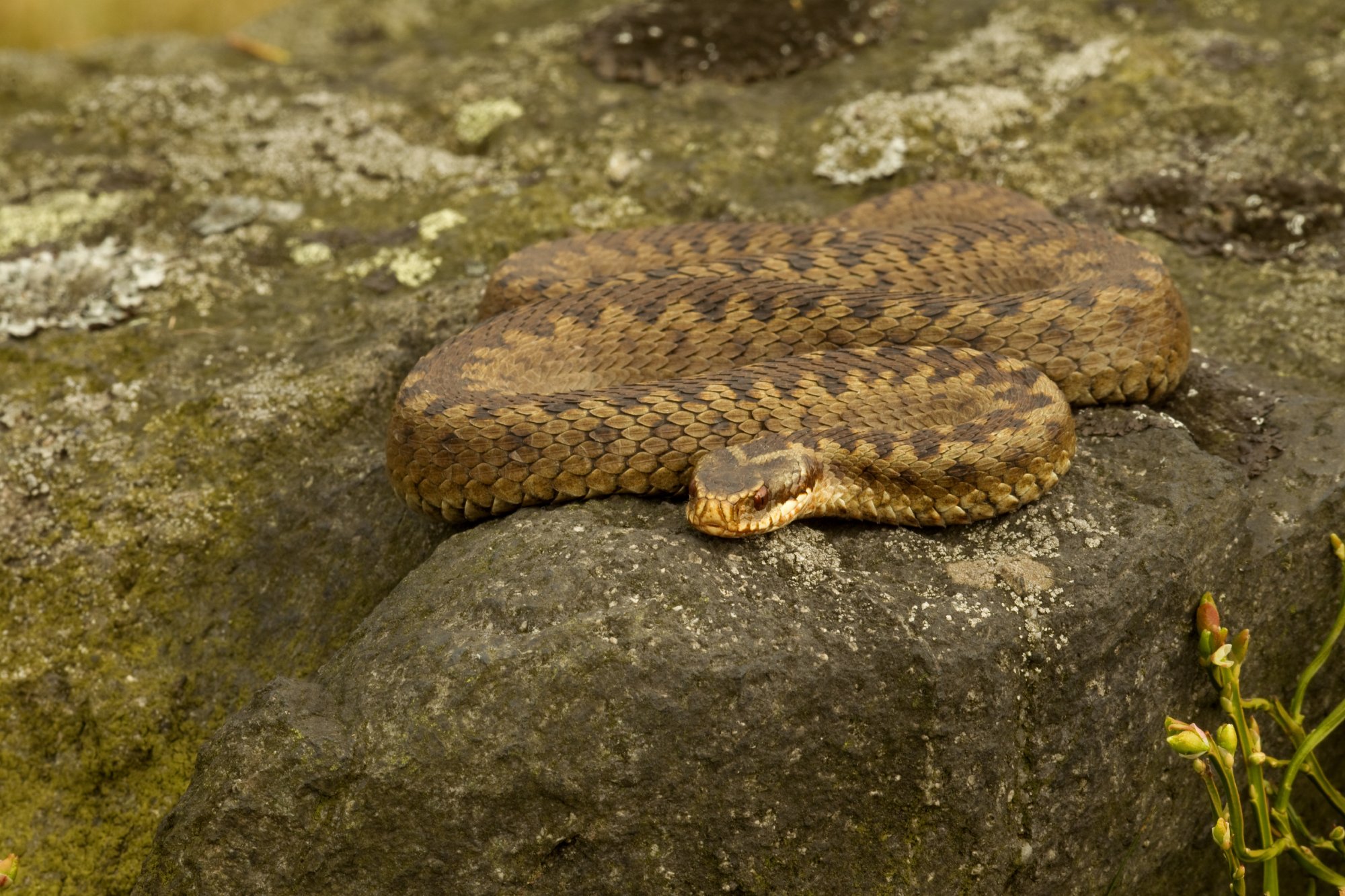 The Great British Snake Off | Sussex Wildlife Trust
