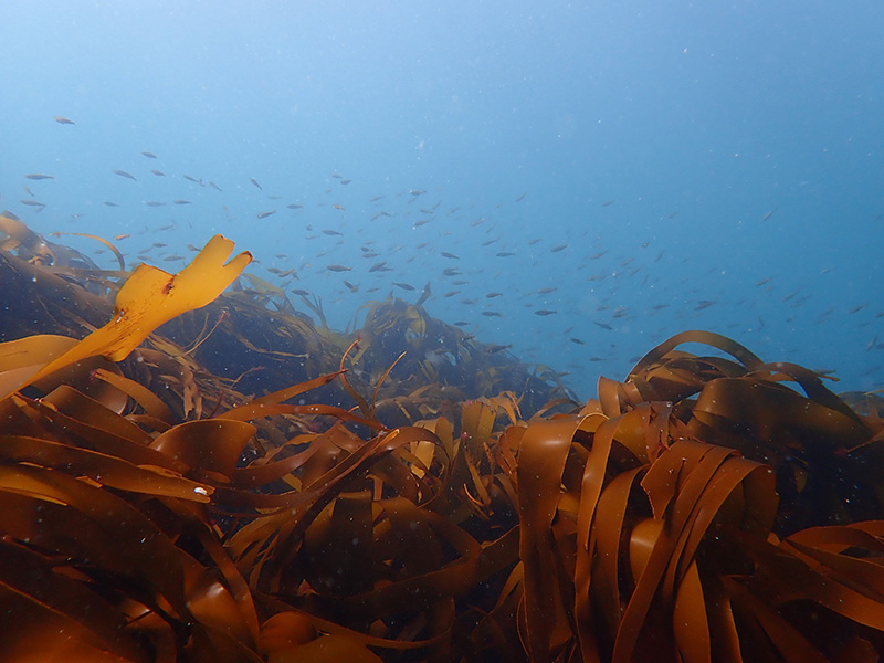 A story of hope - recovery of Sussex underwater forests | Sussex ...