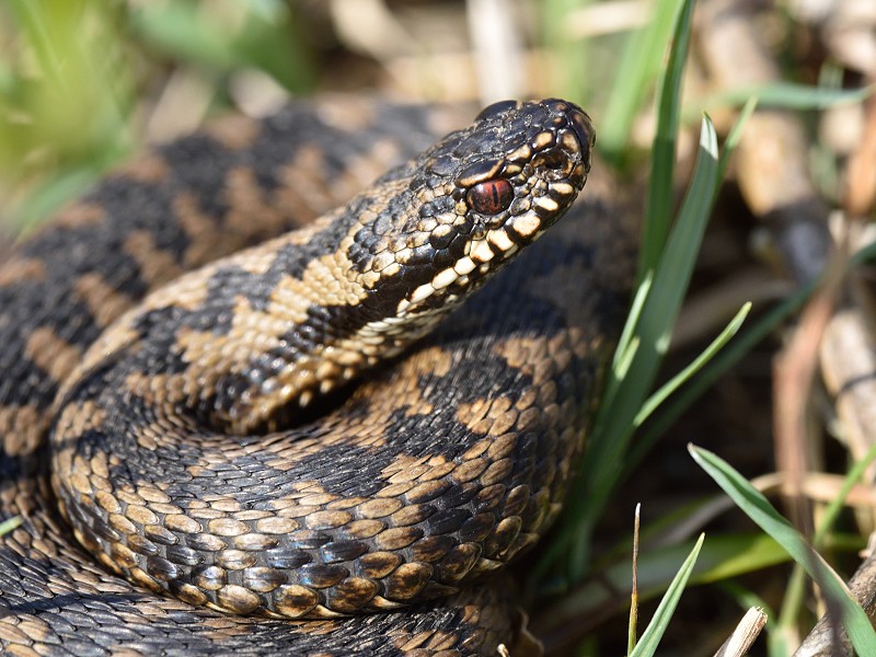 Dancing Adders | Sussex Wildlife Trust