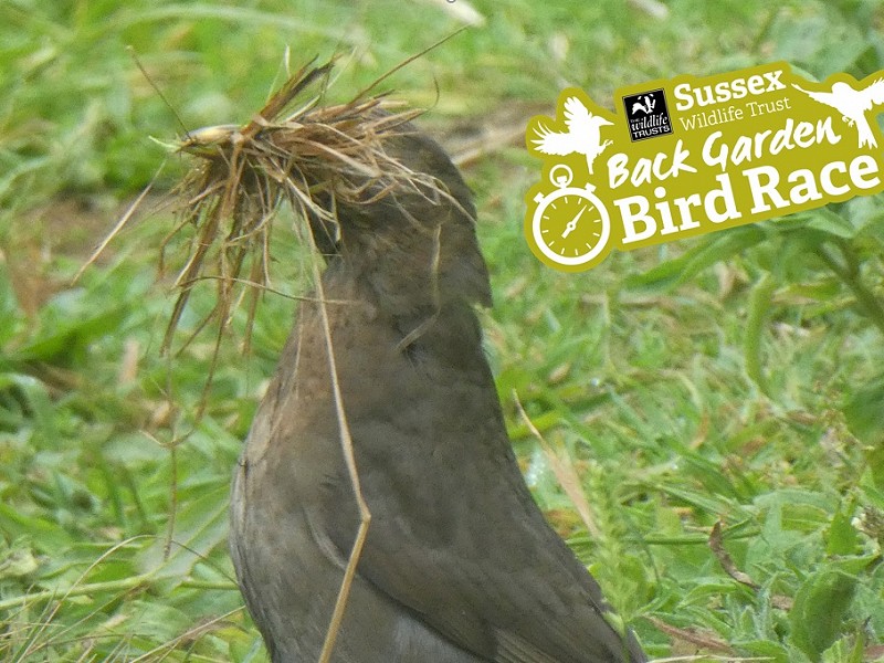 Corona Wildlife Diary: Day Eighty-nine | Sussex Wildlife Trust